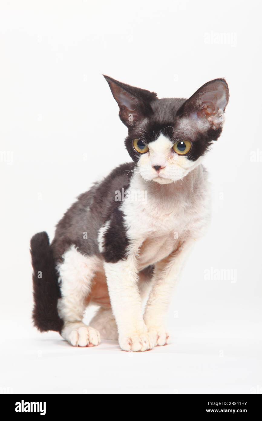 Devon Rex cat, black-smoke-white, Devon Rex Stock Photo - Alamy