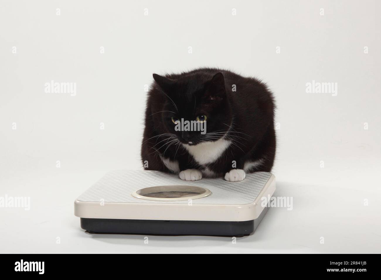 Fat cat scale hi-res stock photography and images - Alamy