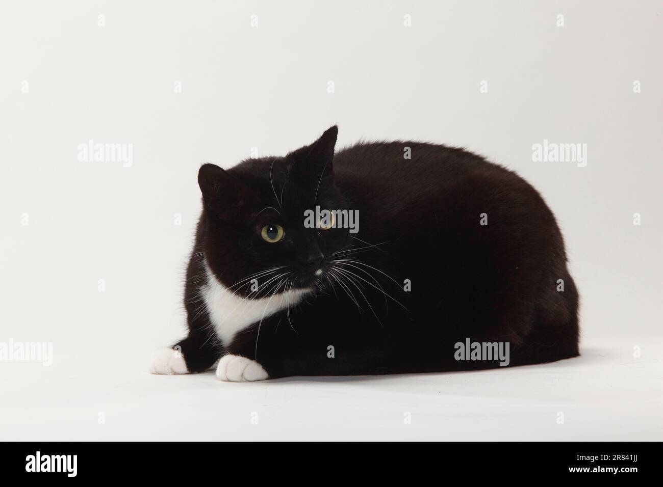 Fat cat overweight hi-res stock photography and images - Alamy