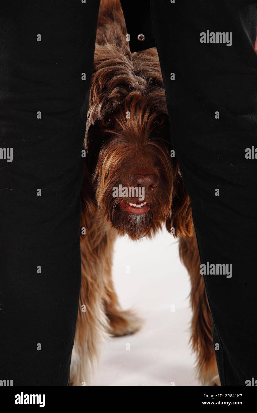 Mixed breed dog looks through between human legs Stock Photo - Alamy