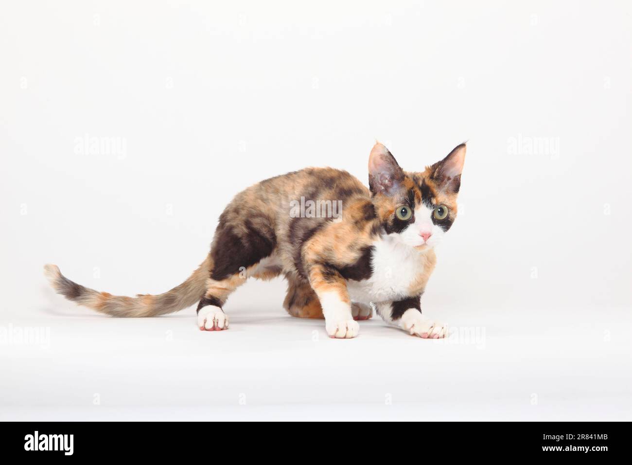 Devon Rex Cat, black-tortie-white, Devon Rex, tortoiseshell Stock Photo ...