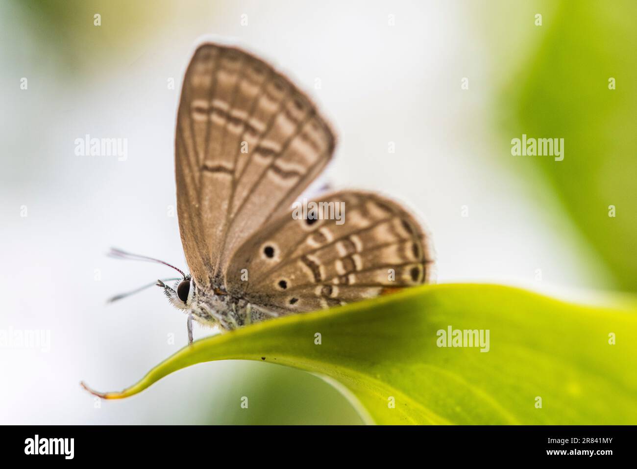 Luthrodes pandava (formerly Chilades pandava), the plains Cupid or ...