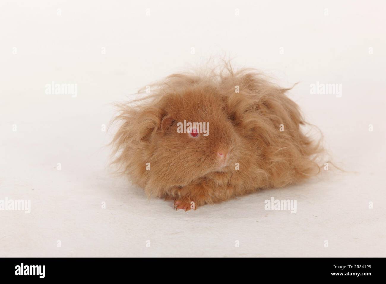 Lunkarya Guinea Pig, lilac p. e Stock Photo - Alamy