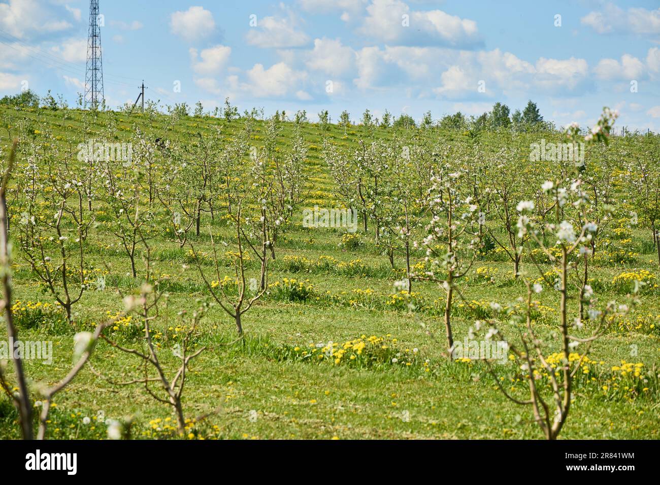 Large beautiful green apple orchard in summer Stock Photo - Alamy