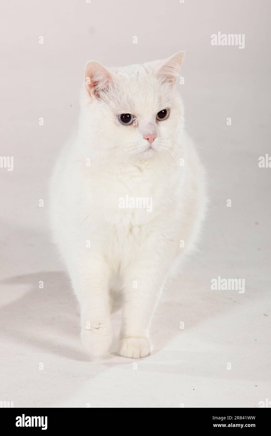 British shorthair cat, male, white, blue-eyed, BKH Stock Photo - Alamy