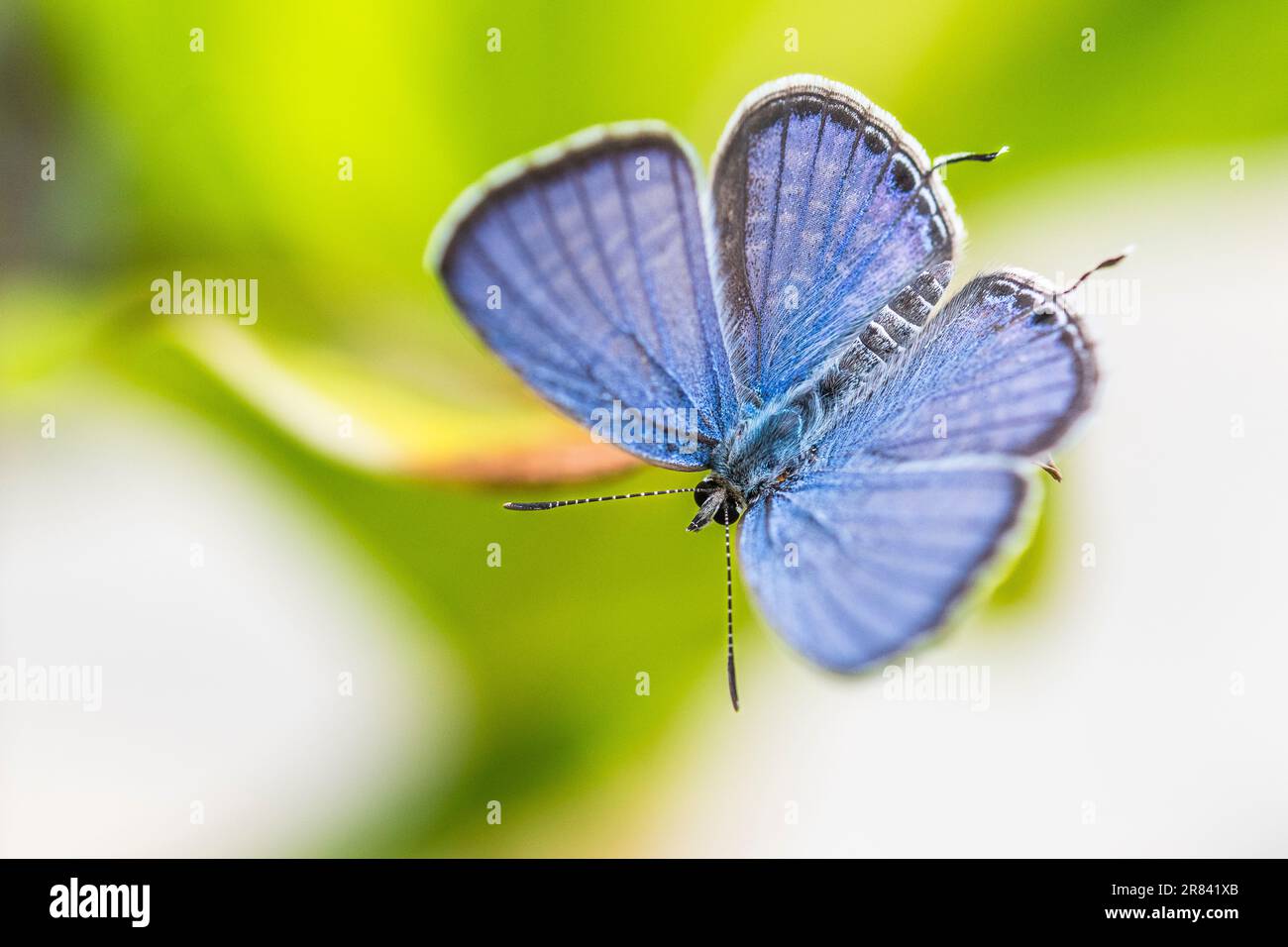Luthrodes pandava (formerly Chilades pandava), the plains Cupid or ...