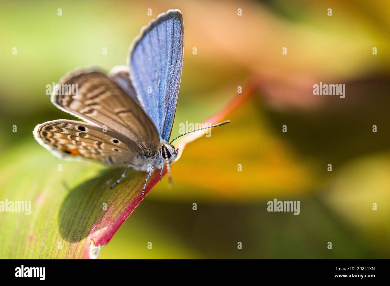 Luthrodes pandava (formerly Chilades pandava), the plains Cupid or ...