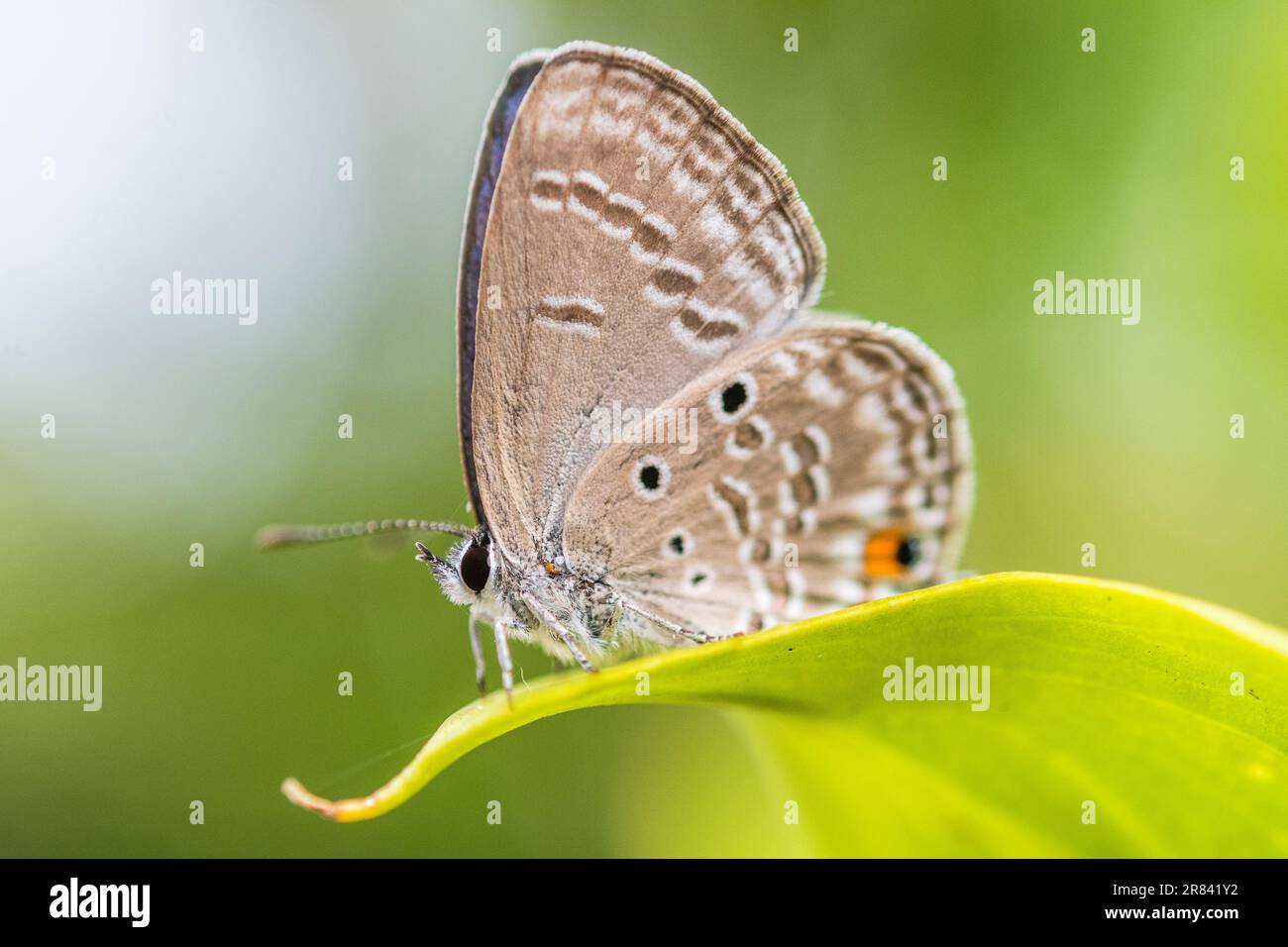 Luthrodes pandava (formerly Chilades pandava), the plains Cupid or ...