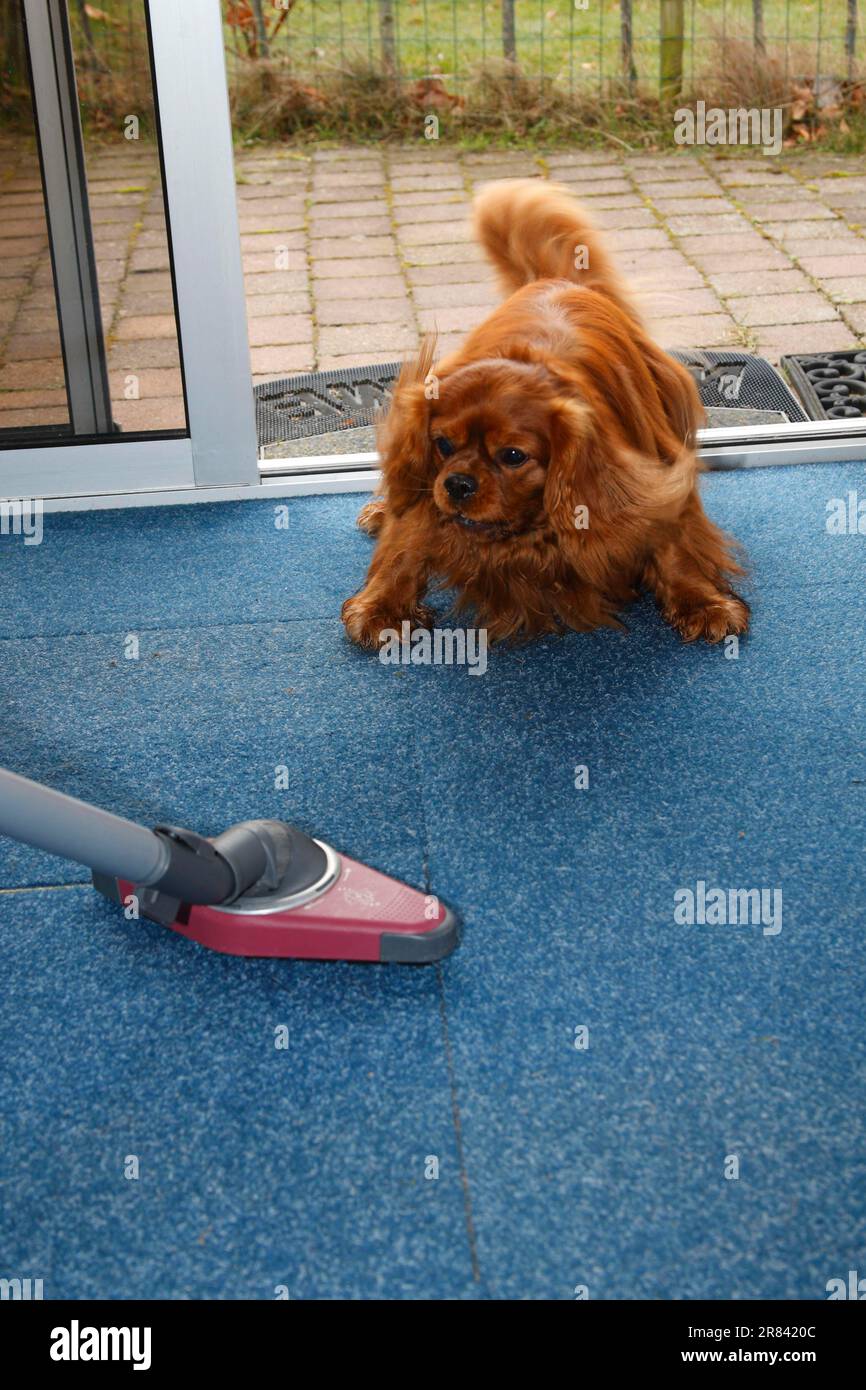 Dog ruby hi-res stock photography and images - Alamy