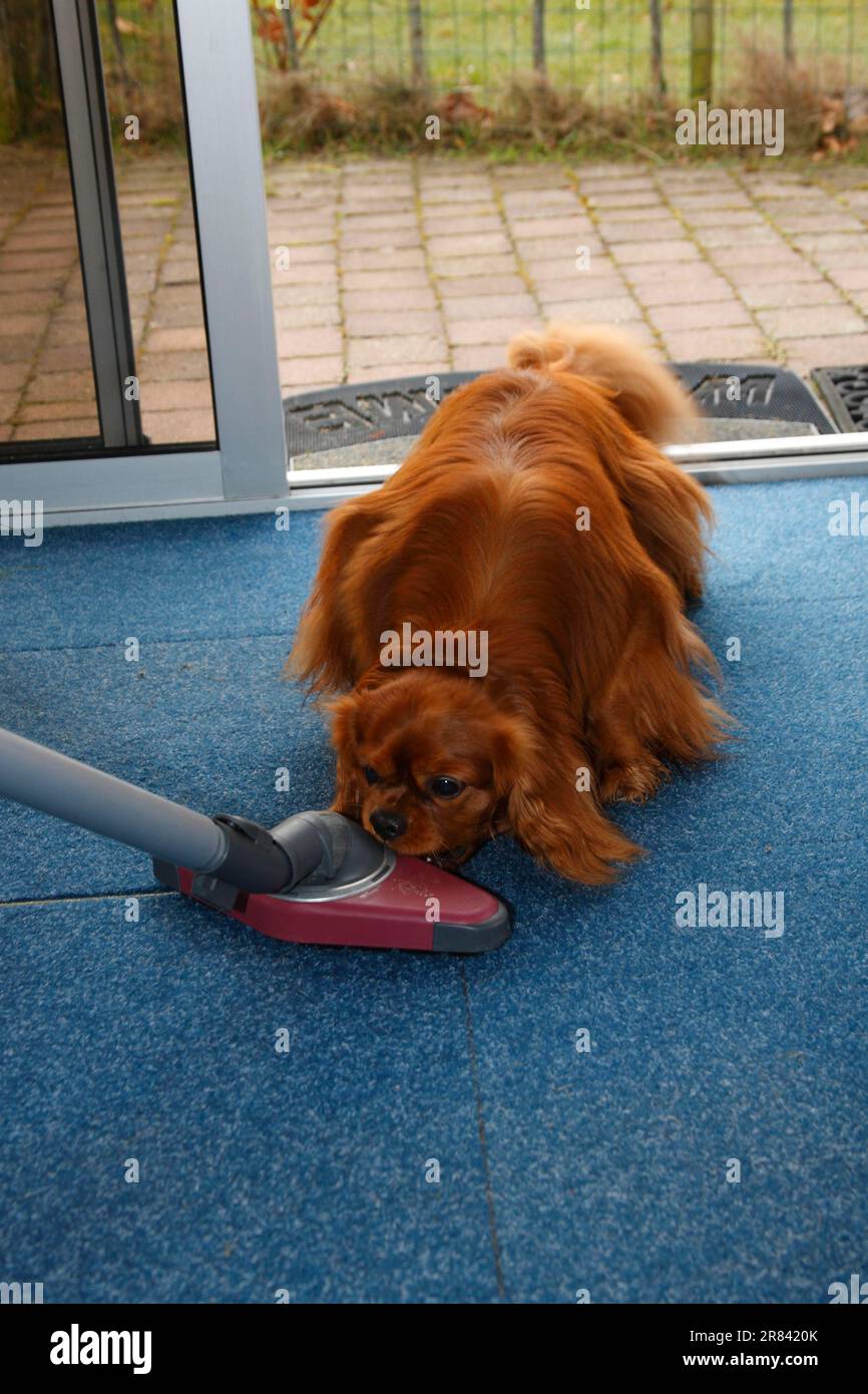 Cavalier King Charles Spaniel, ruby, vacuum cleaner Stock Photo - Alamy