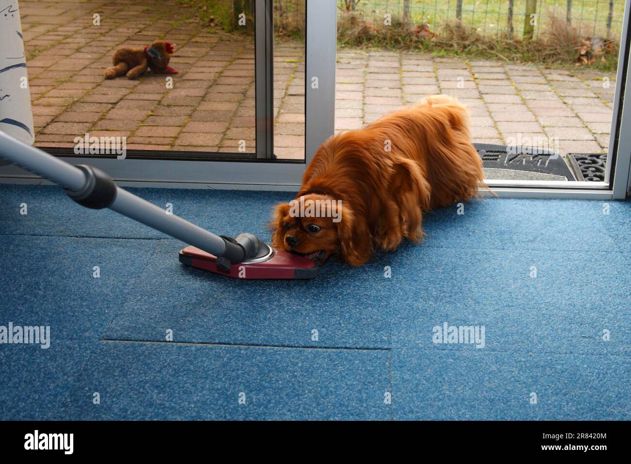 Cavalier King Charles Spaniel, ruby, vacuum cleaner Stock Photo - Alamy