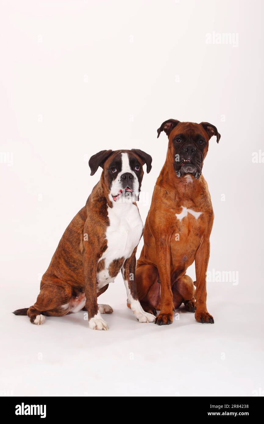 Boxer couple hi-res stock photography and images - Alamy