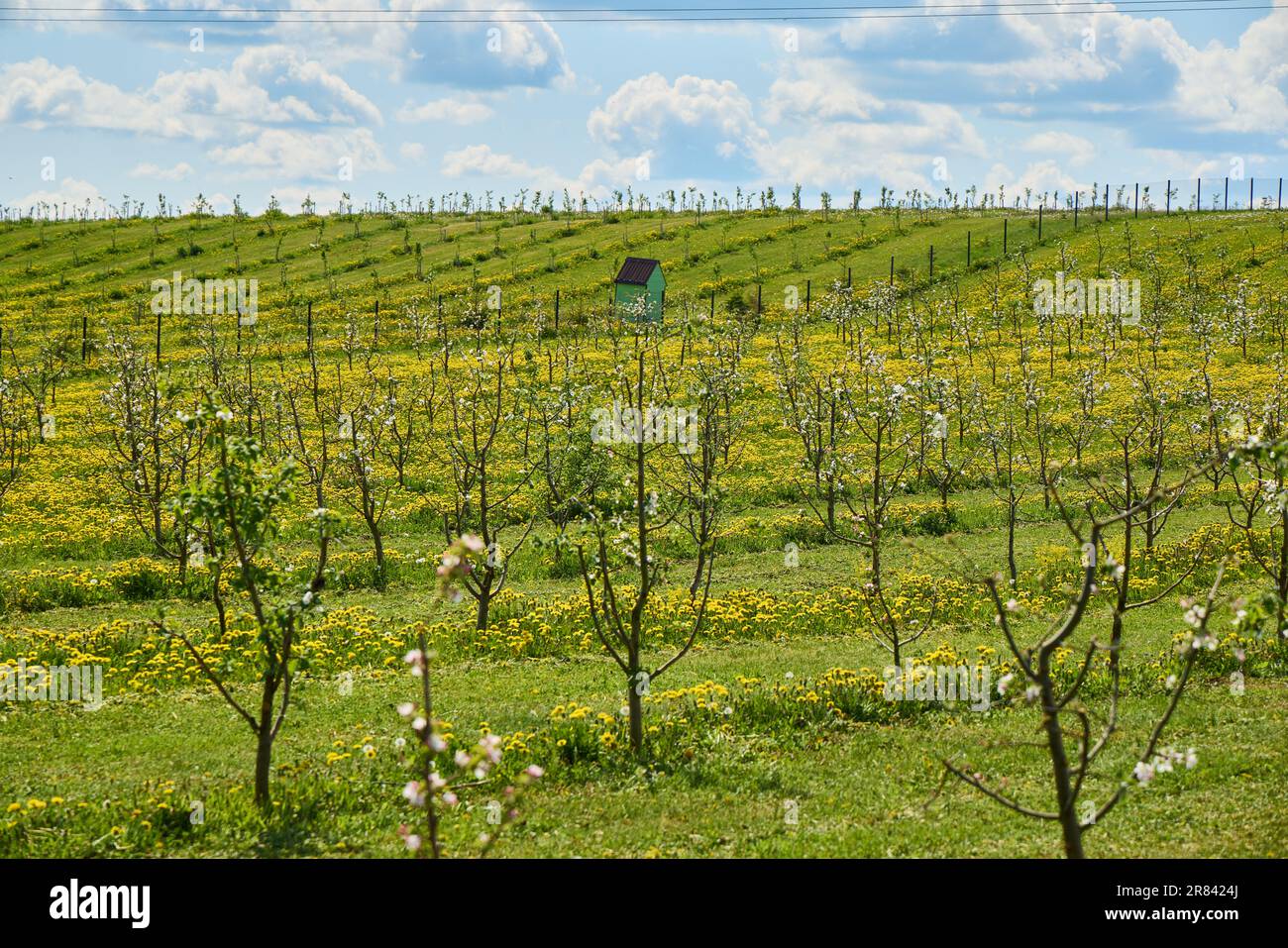 Large beautiful green apple orchard in summer Stock Photo - Alamy