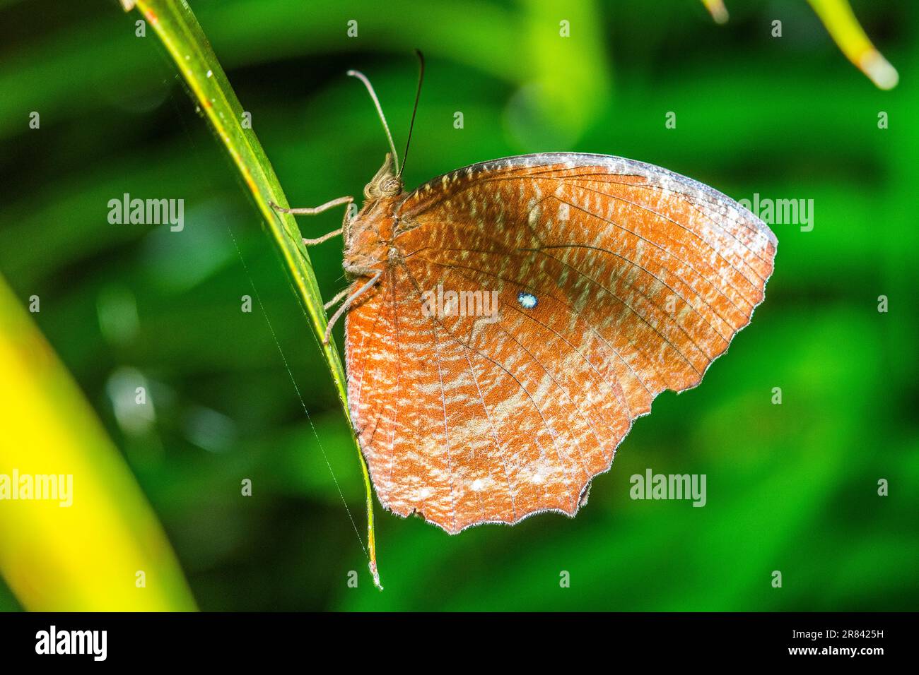 Butterflies in asia hi-res stock photography and images - Alamy