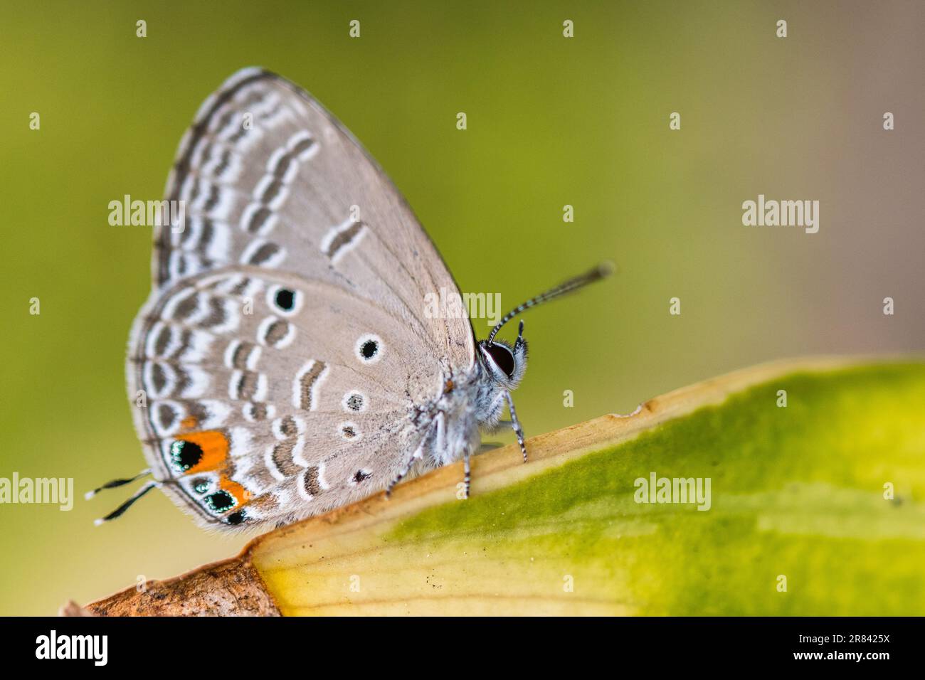 Luthrodes pandava (formerly Chilades pandava), the plains Cupid or ...