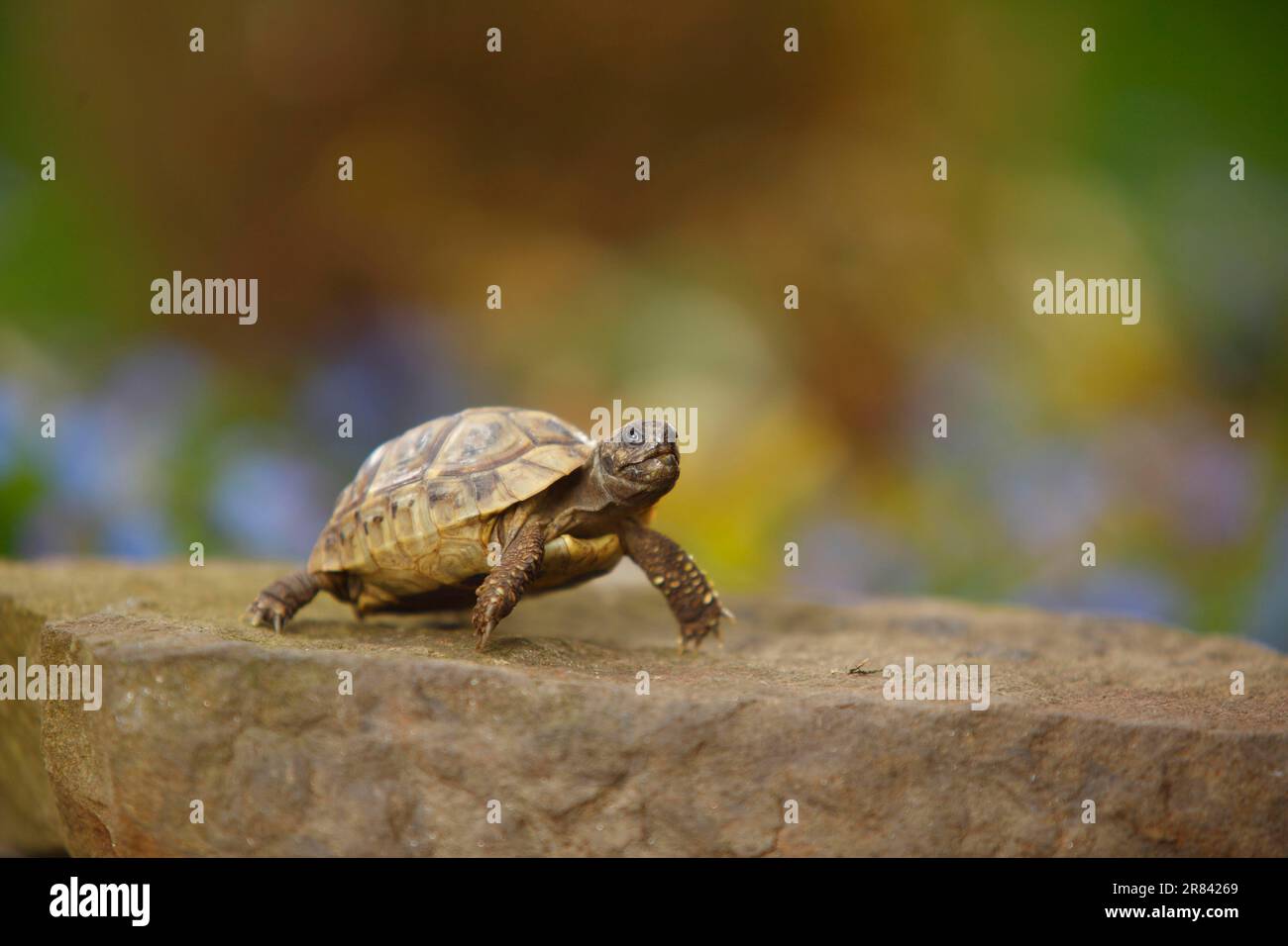 Greek Tortoise (Testudo hermanni boettgeri Stock Photo - Alamy