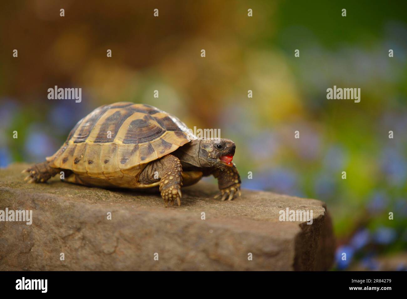 Greek Tortoise (Testudo hermanni boettgeri Stock Photo - Alamy