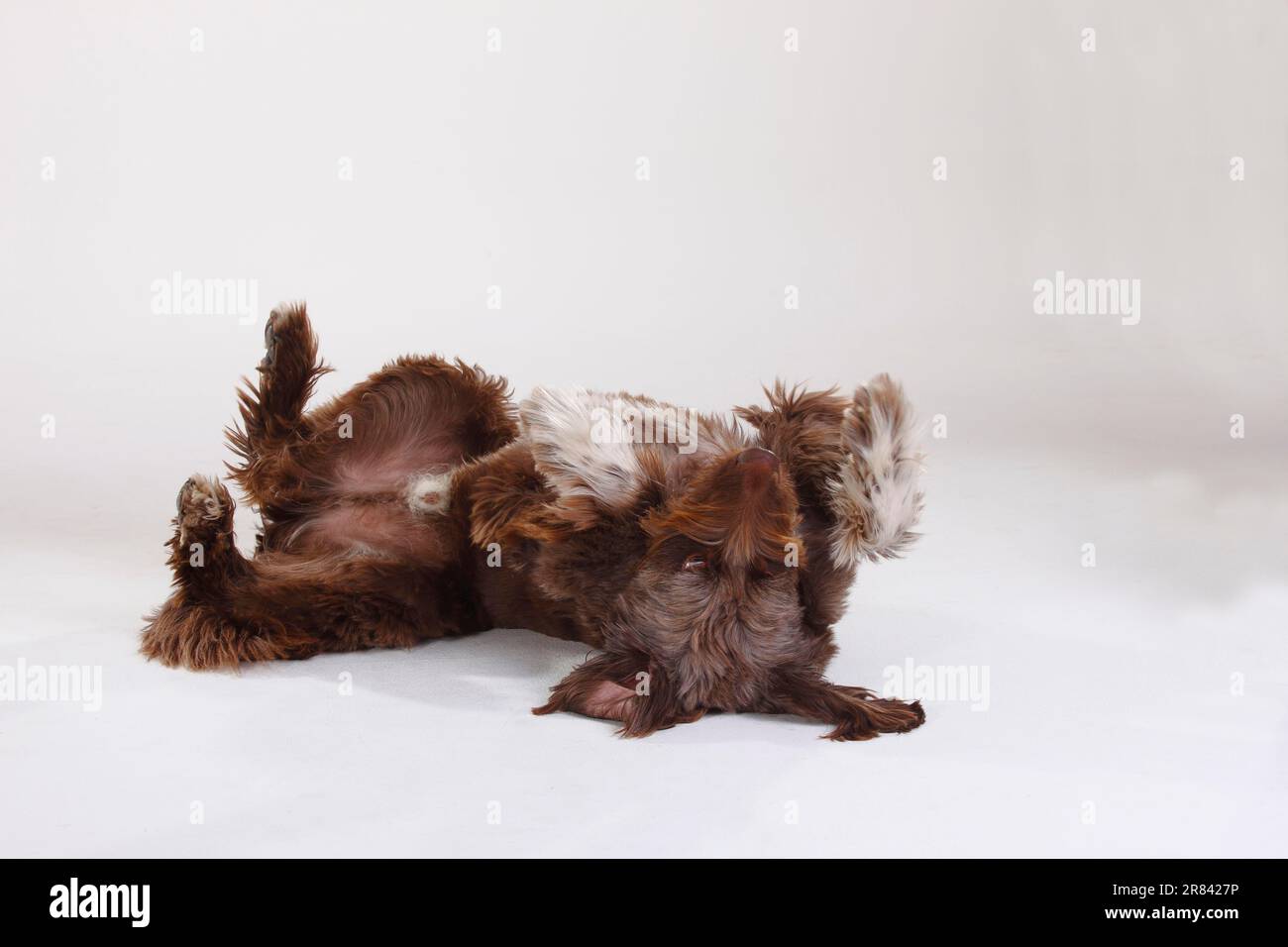 Dog rolling over hi-res stock photography and images - Alamy