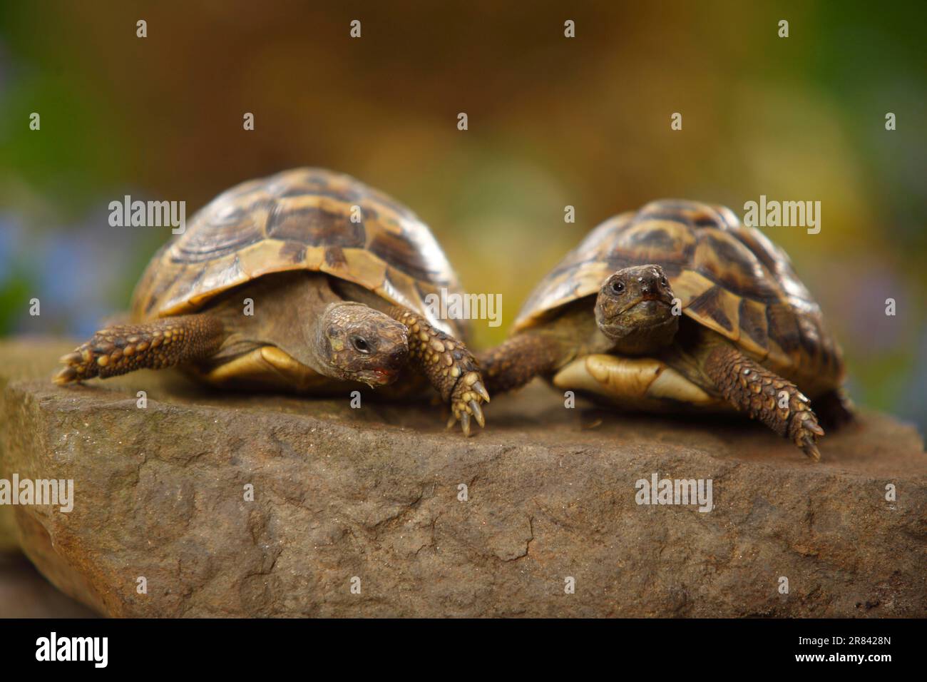 Greek Tortoises (Testudo hermanni boettgeri Stock Photo - Alamy