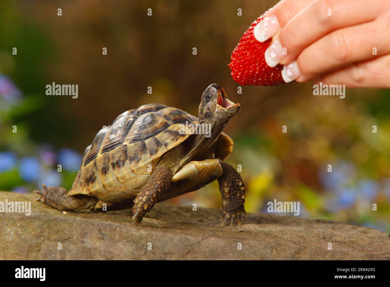 Turtle Eating Strawberry Wallpaper