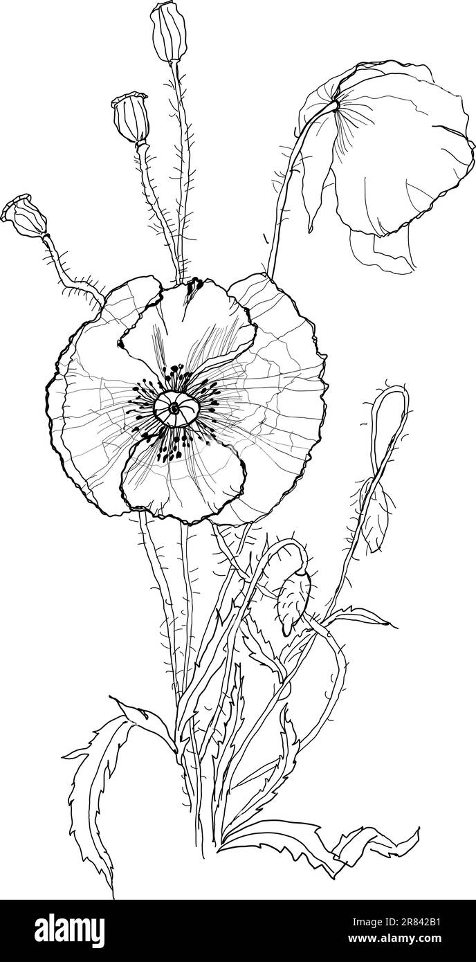 Poppies flower drawing on white background Stock Vector Image & Art - Alamy