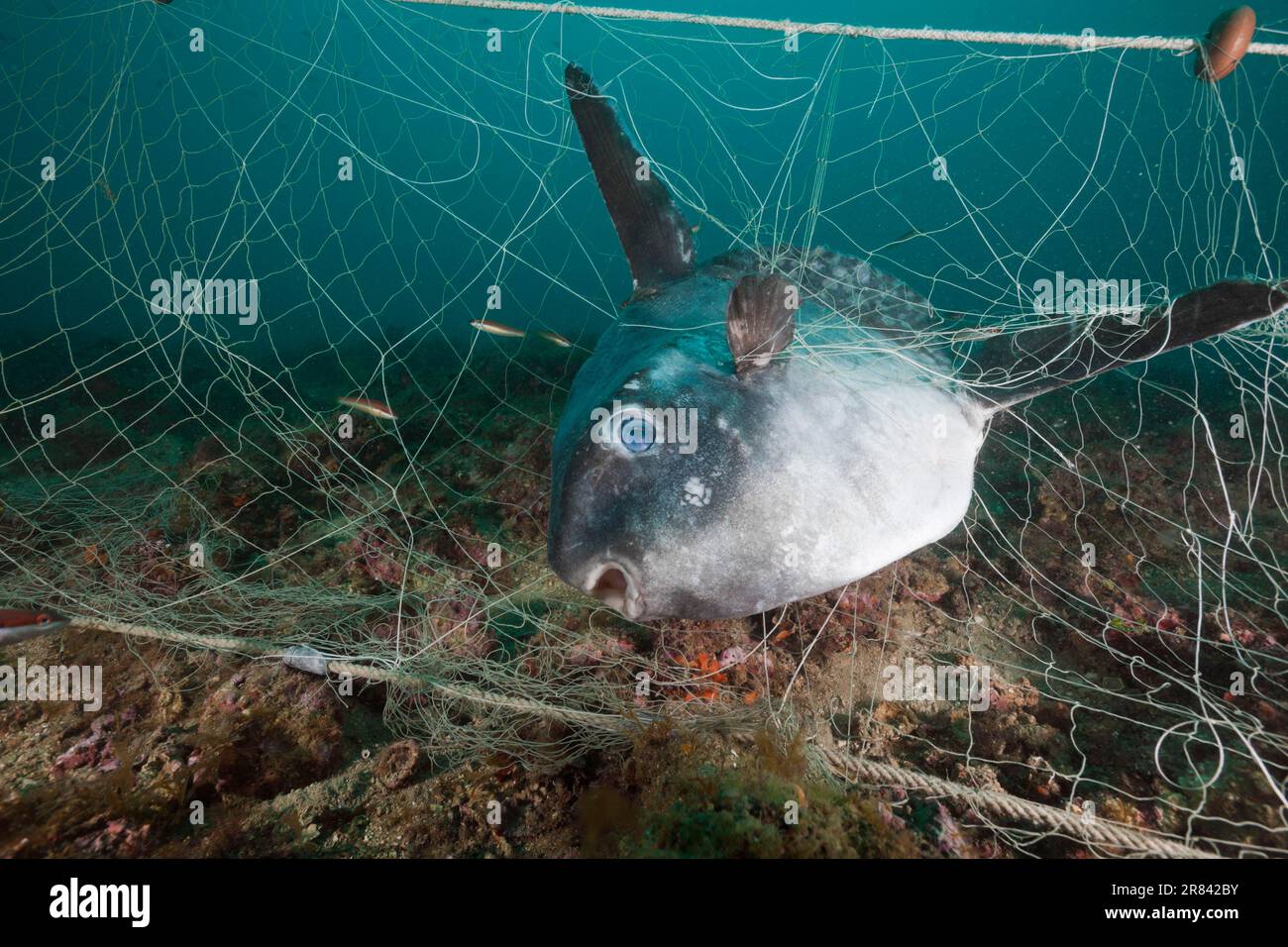 Ocean Sunfish (Mola mola) trapped in lost fishing net, Cap de Creus ...