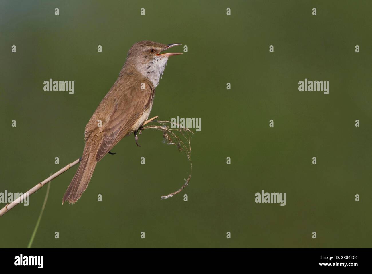 Great Reed Warbler (Acrocephalus arundinaceus), Greece Stock Photo - Alamy
