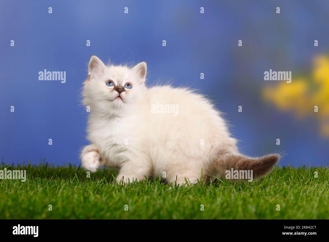 Birman cat, kitten, 7 weeks, Holy Birman, sideways Stock Photo - Alamy