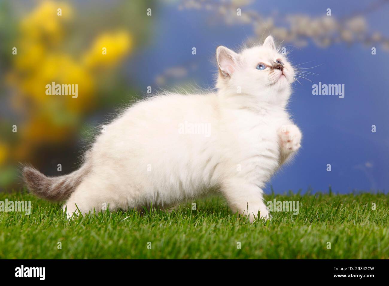 Birman cat, kitten, 7 weeks, Holy Birman, sideways Stock Photo - Alamy
