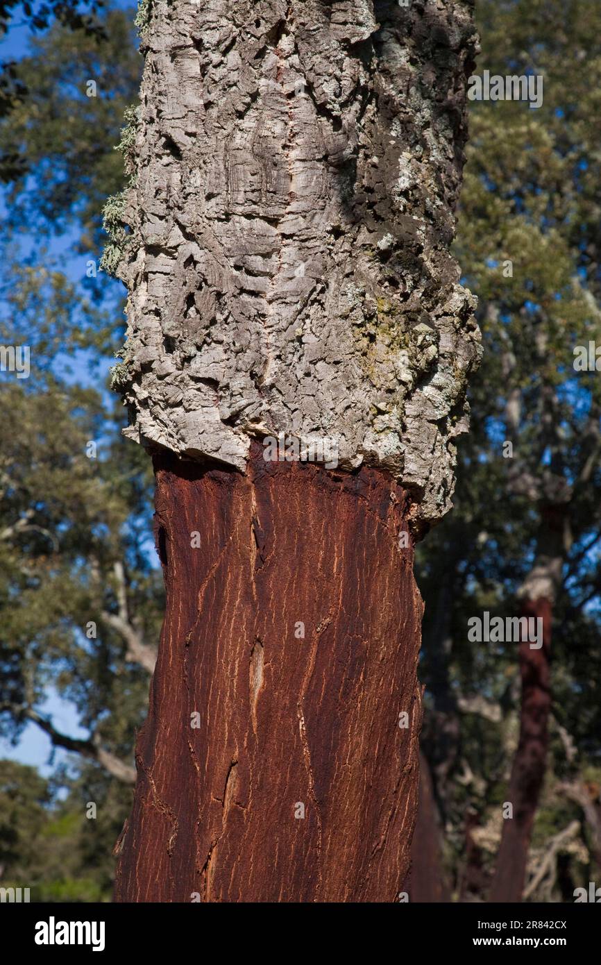 Cork oak (Quercus suber), Extremadura, Spain Stock Photo - Alamy