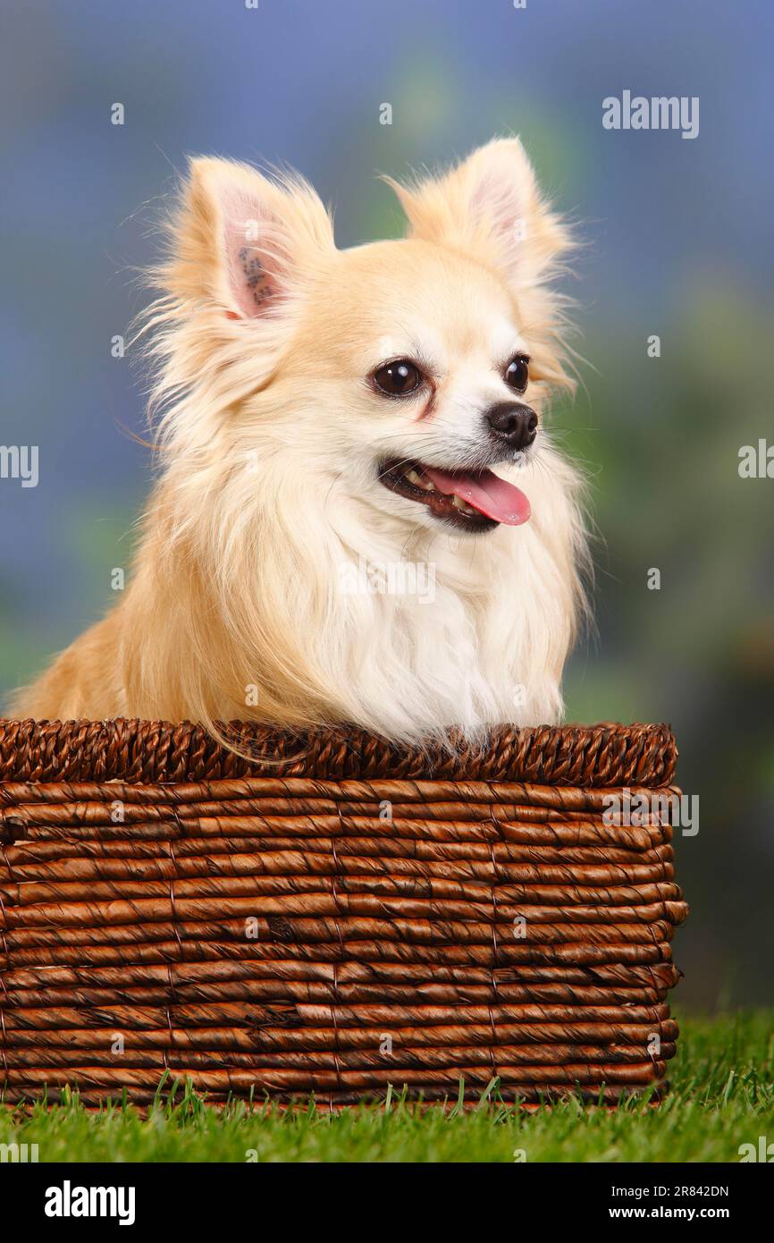 Chihuahua tongue out hi-res stock photography and images - Alamy Chihuahua tongue out hi-res stock photography and images - Alamy