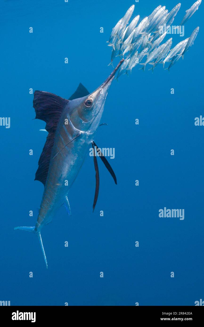 Atlantic Sailfish hunting Sardines, Isla Mujeres, Yucatan Peninsula ...