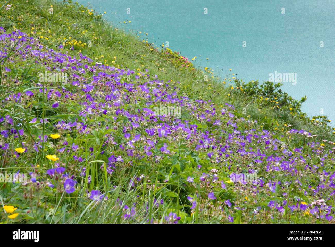 Flower Meadow with Meadow Cranesbill (Geranium pratense), Lunersee ...