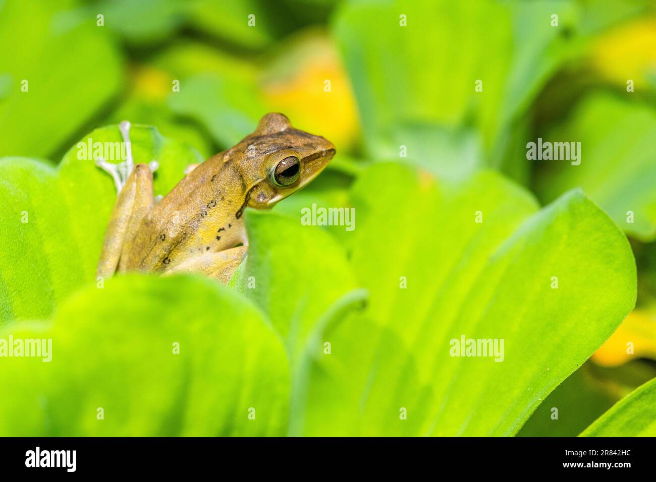 Polypedates leucomystax is a species in the shrub frog family ...