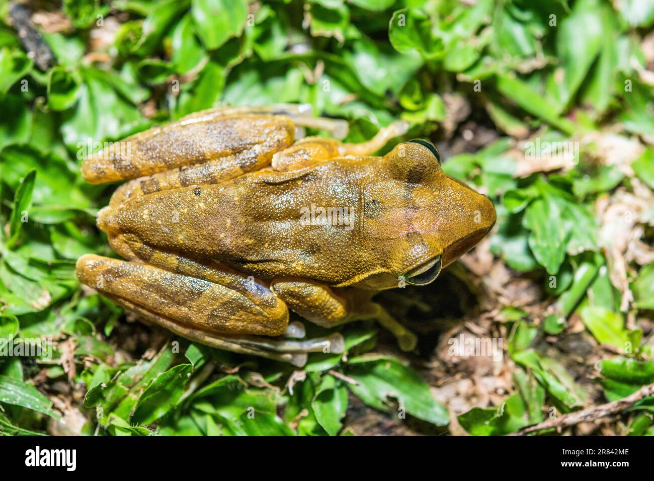 Polypedates leucomystax is a species in the shrub frog family ...