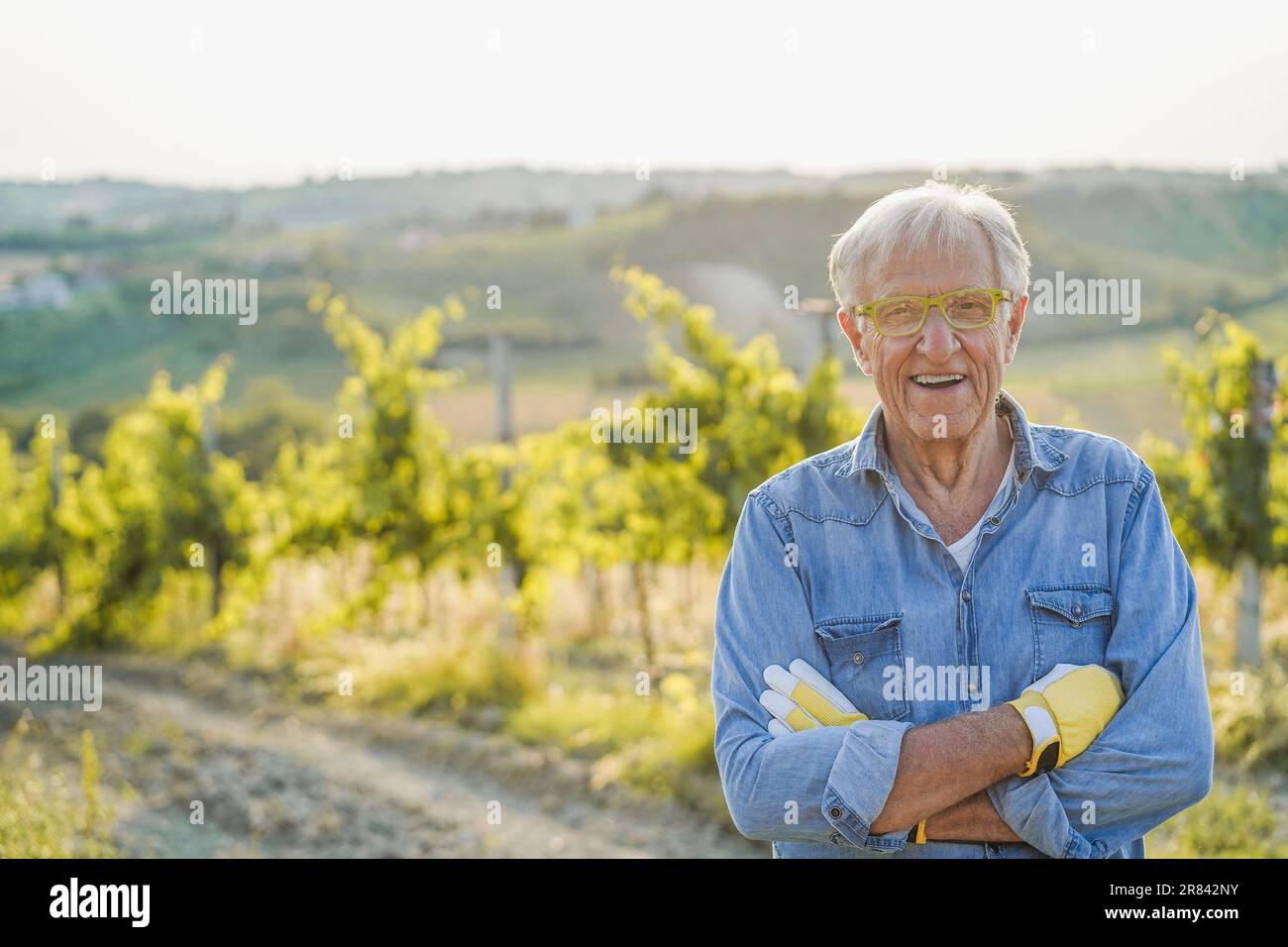 Senior wine producer man smiling in front of camera with vineyard in ...