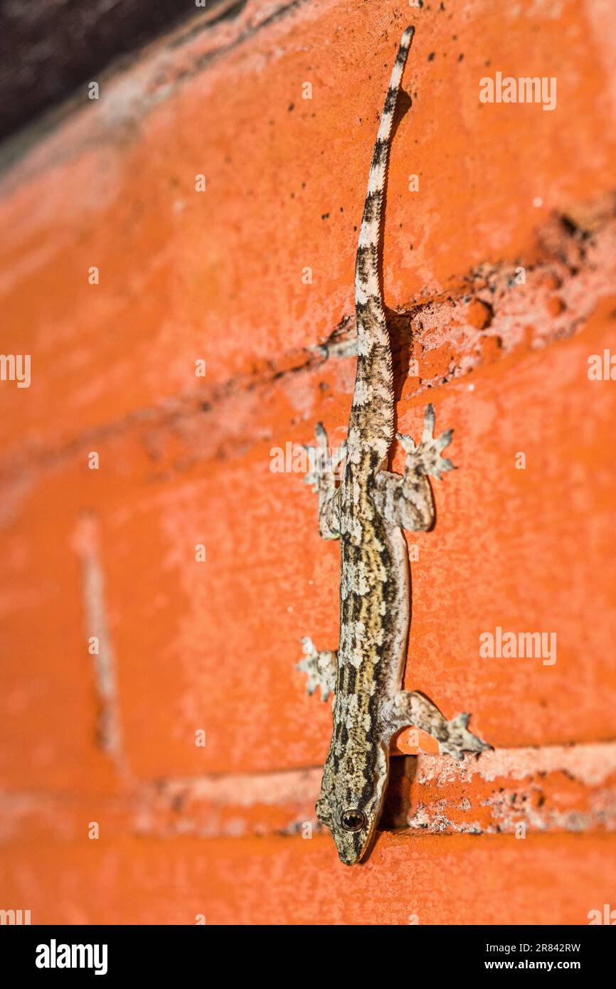 The flat-tailed house gecko (Hemidactylus platyurus), also known as the ...