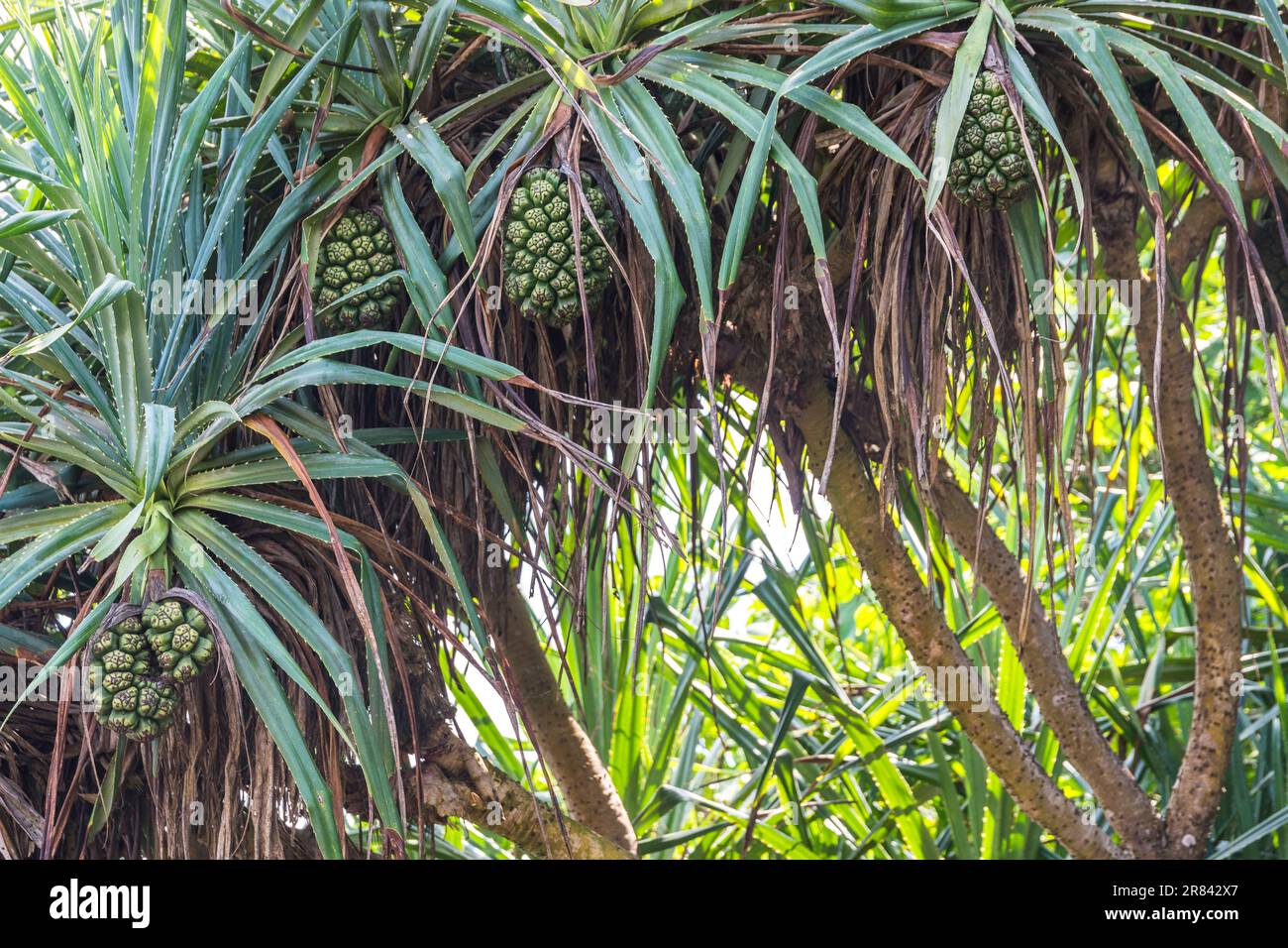 Pandanus tectorius is a species of Pandanus (screwpine) that is native ...