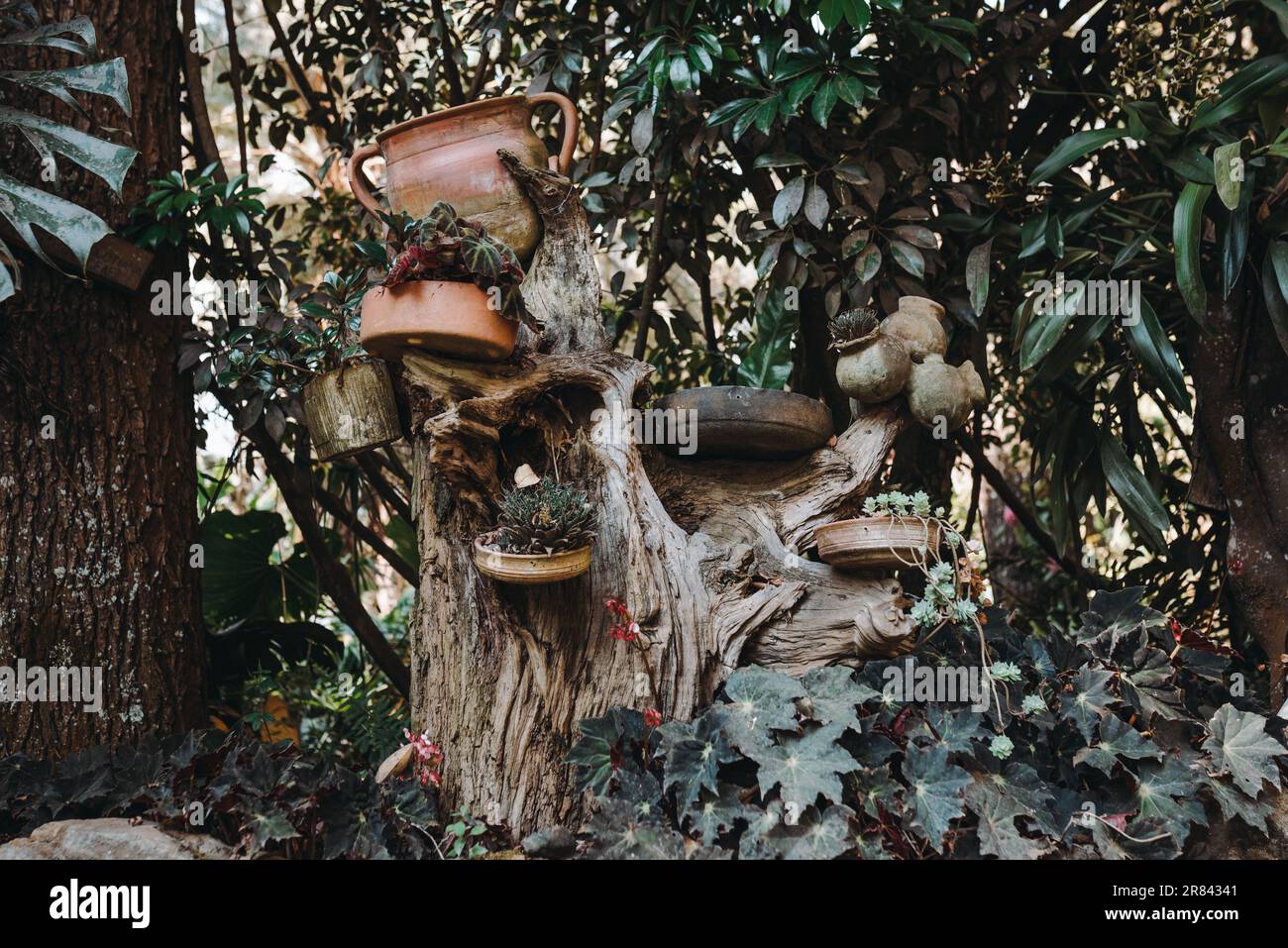 A closeup of terracotta pots on a tree in a park in the daylight Stock ...