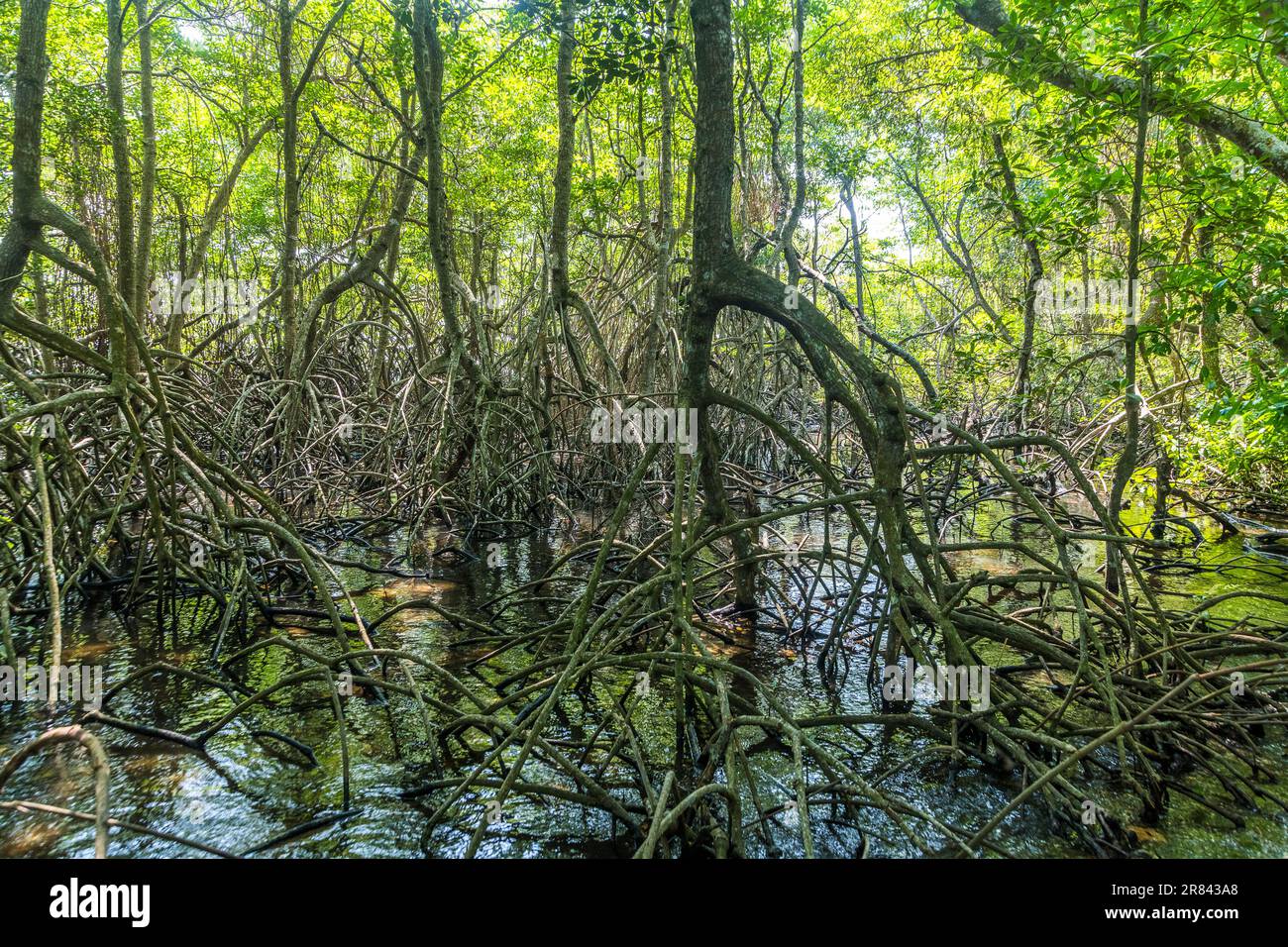 Mangrove swamp in West Bali National Park, a famous place for diving ...