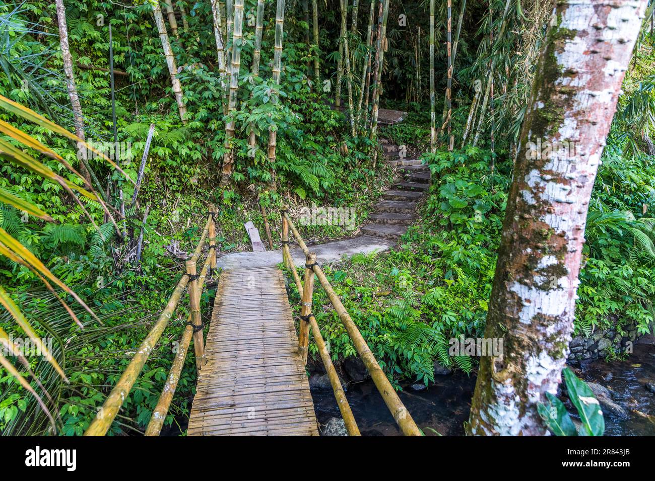 Bridge built of bamboo, in the lush tropical rainforest of the island ...