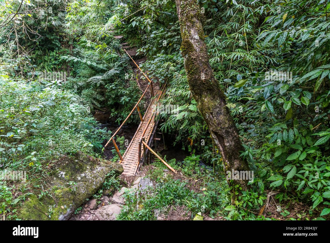 Bridge built of bamboo, in the lush tropical rainforest of the island ...
