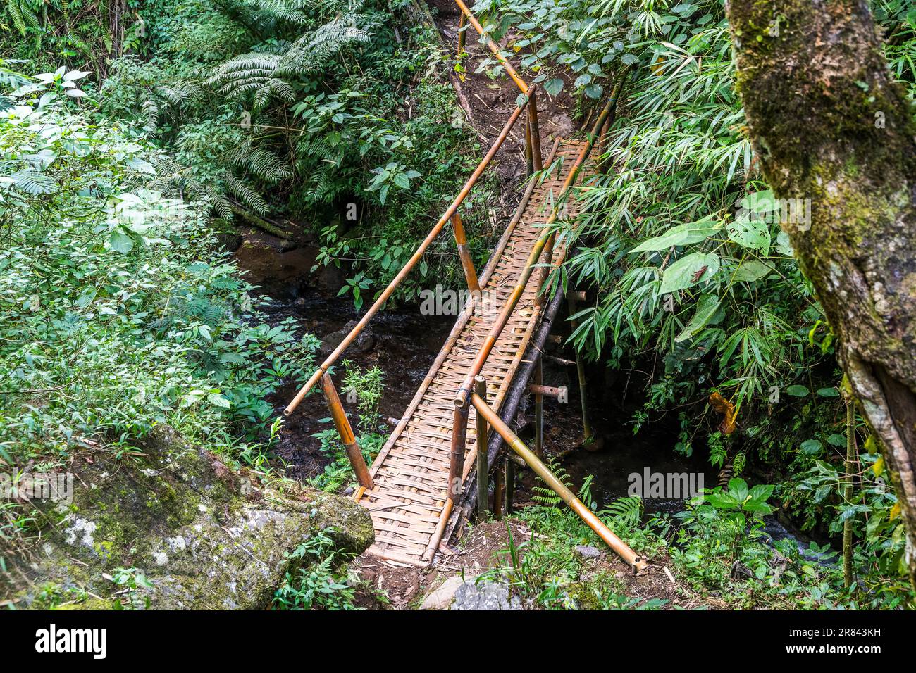 Bridge built of bamboo, in the lush tropical rainforest of the island ...