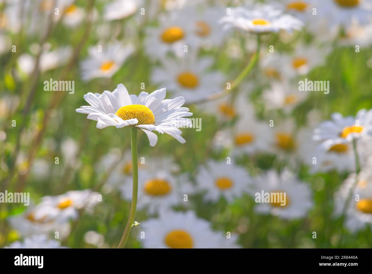 Wild daisy flower growing on meadow, lawn, white chamomile on green ...