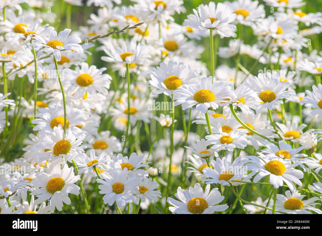 Wild daisy flowers growing on meadow, lawn, white chamomiles on green ...
