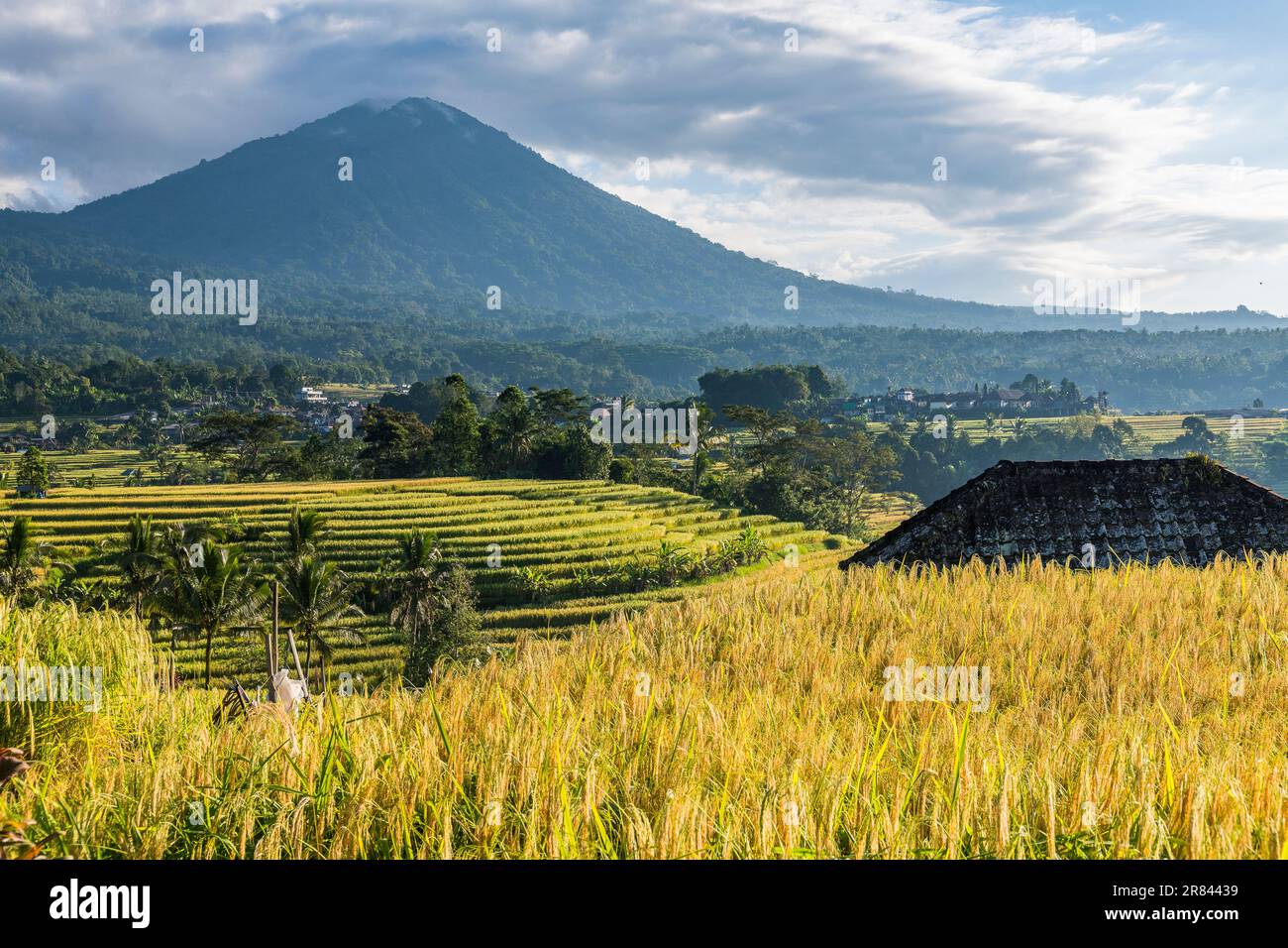 Jatiluwih Rice Terraces, UNESCO world heritage on Bali, Indonesia Stock Photo - Alamy