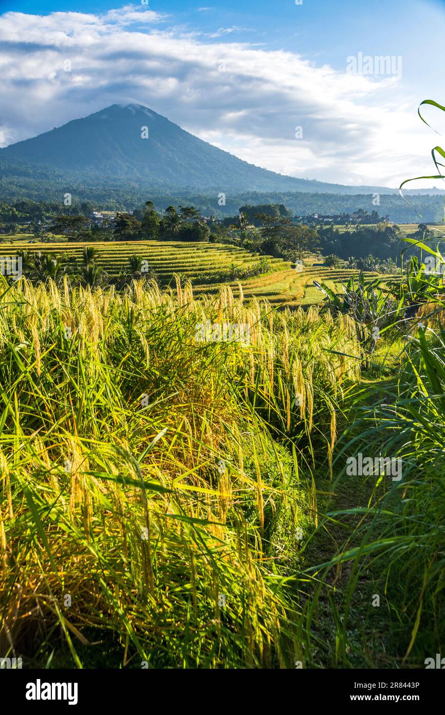 Jatiluwih Rice Terraces, UNESCO world heritage on Bali, Indonesia Stock Photo - Alamy