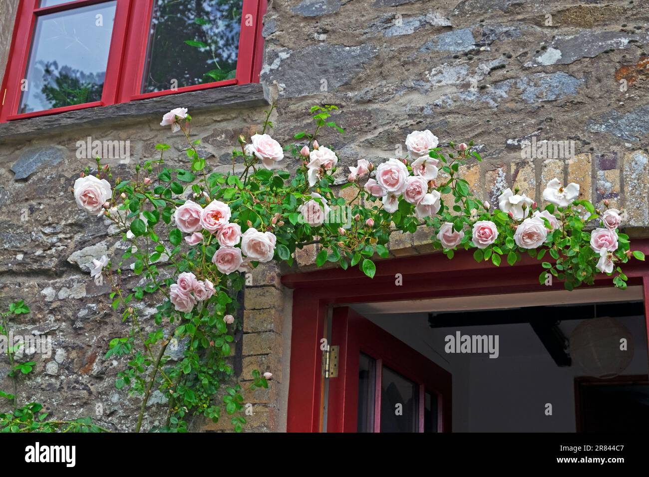 Pink climbing roses on stone hi-res stock photography and images - Alamy
