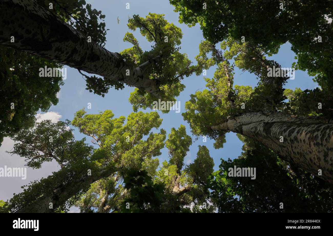 Looking up through leaves tree hi-res stock photography and images - Alamy