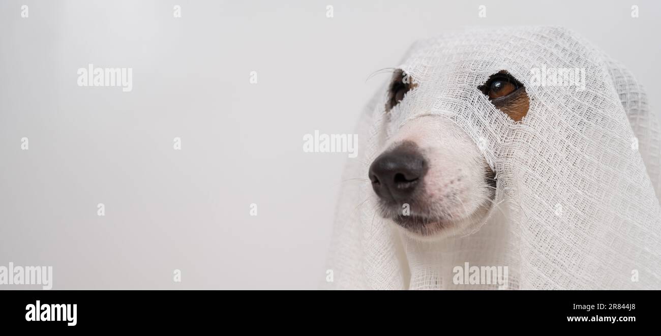 Dog Jack Russell Terrier in a ghost costume on a white background Stock ...
